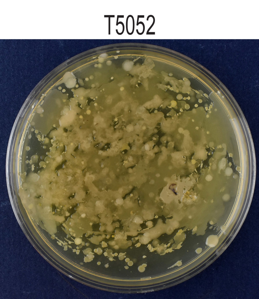 Microbe Discovery 2018 - Skidaway Institute of Oceanography